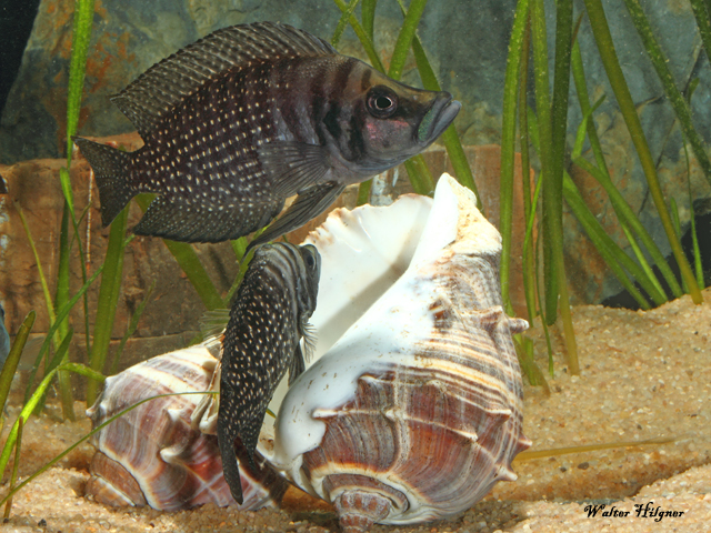 Altolamprologus calvus