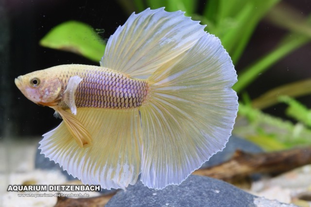 Betta splendens Galerie