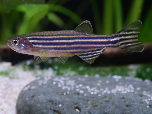 Danio rerio